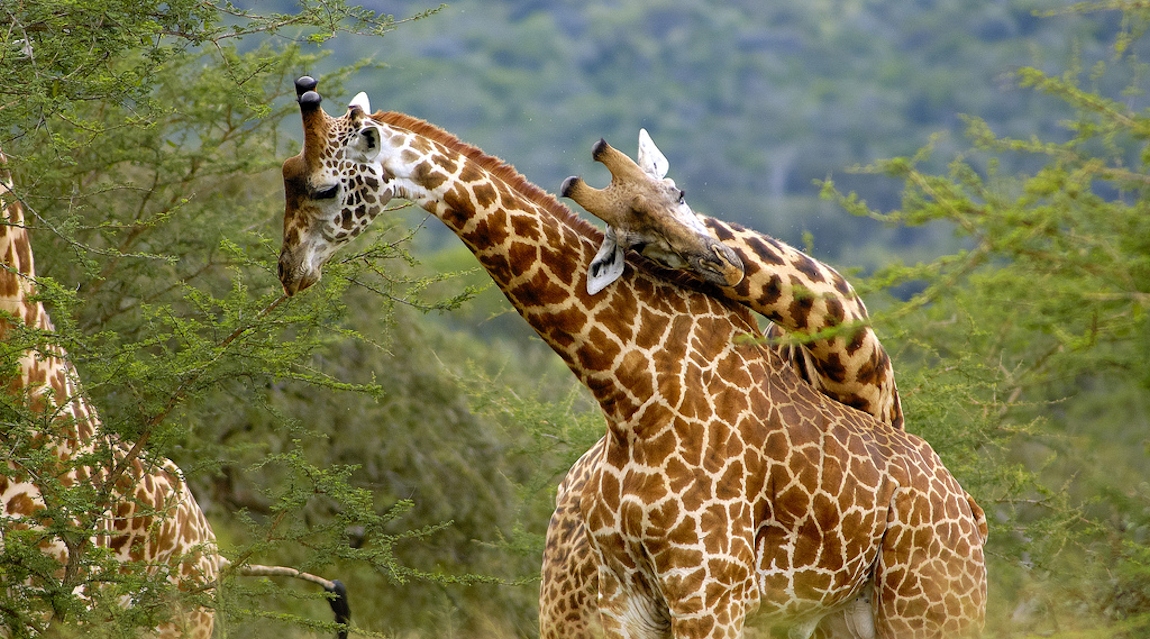 Akagera National Park - Rwanda Wildlife Safaris